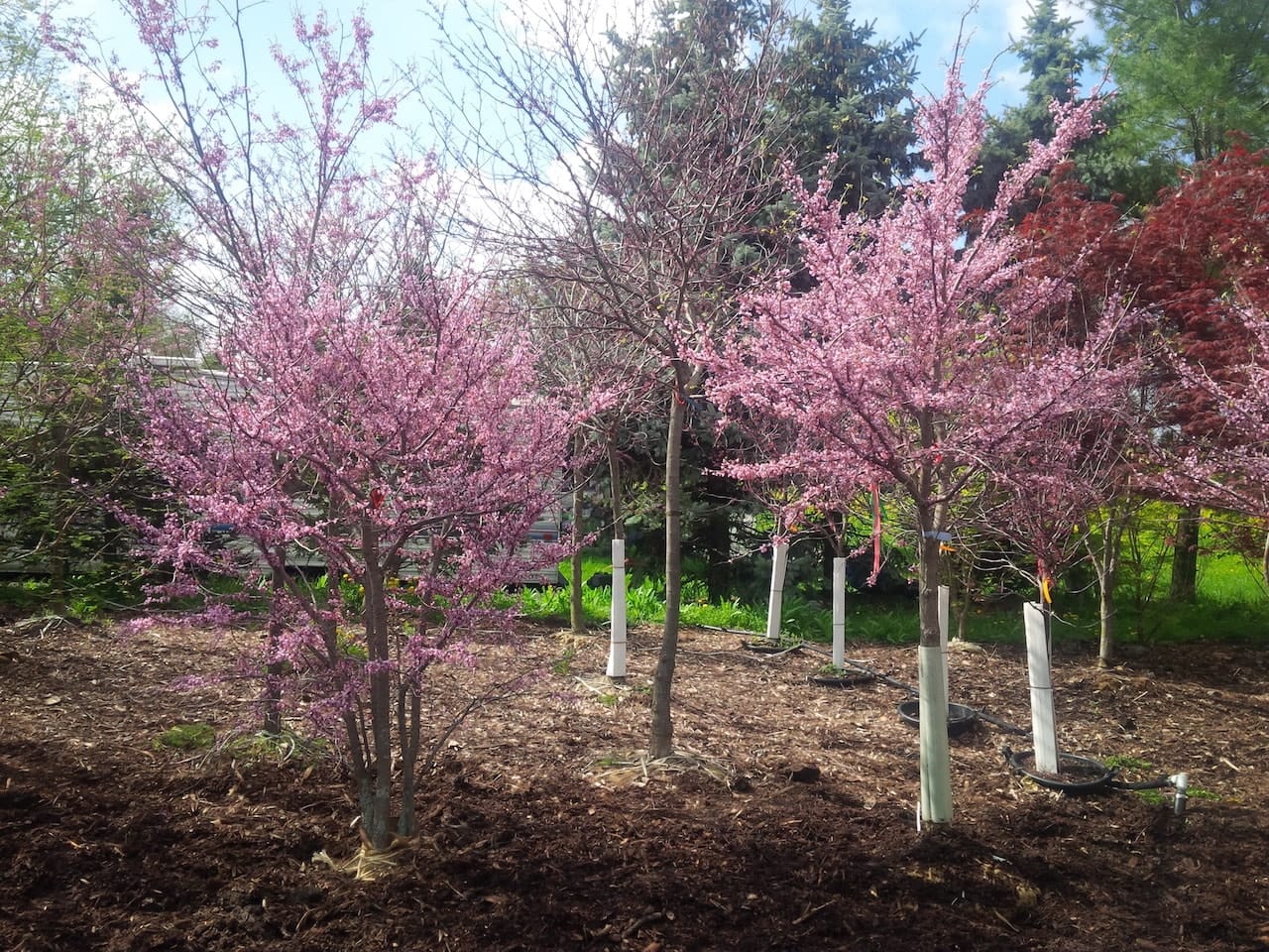 Specimen Trees Toronto & Oakville | Coivic Contracting
