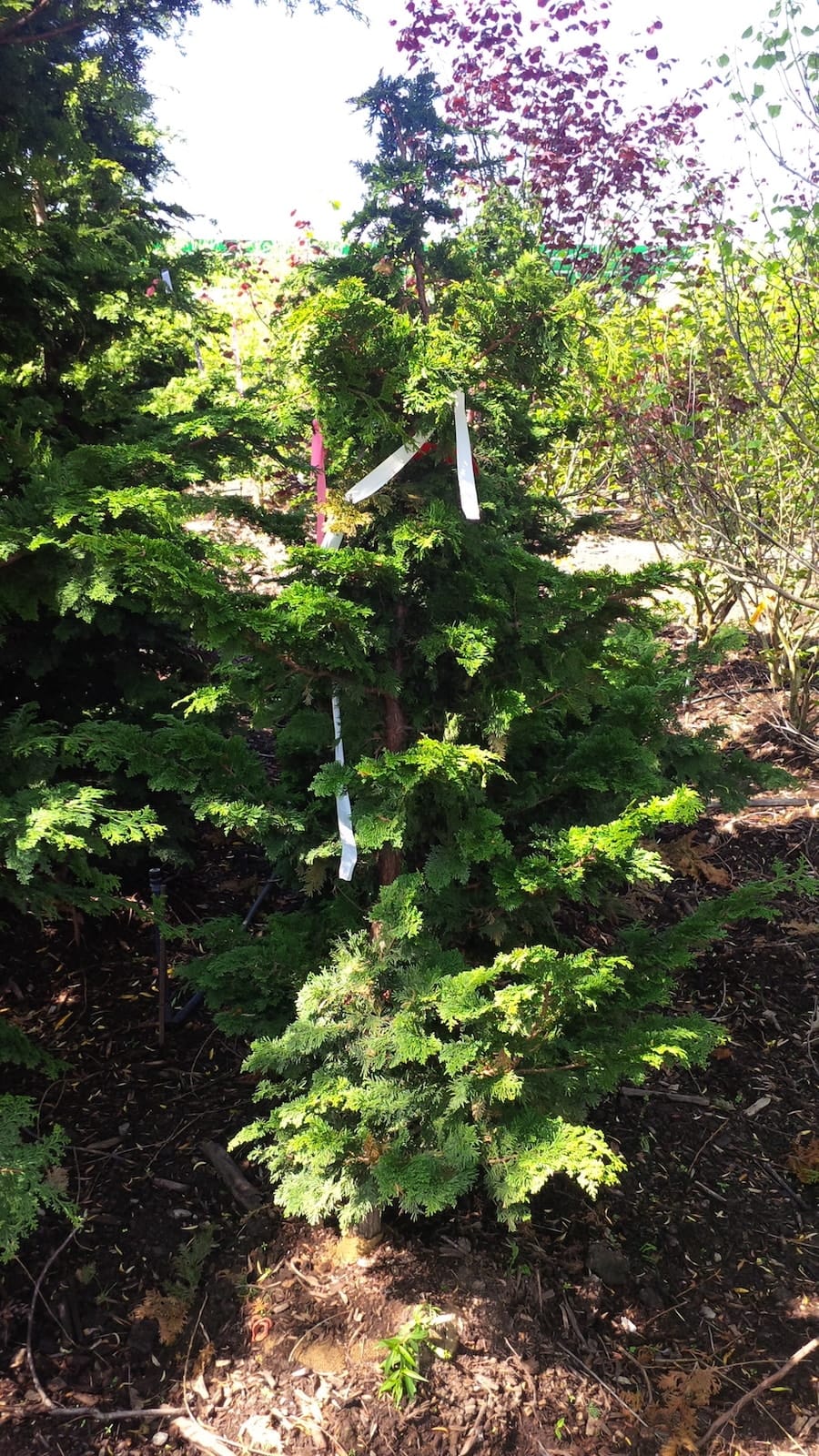 Specimen Trees Toronto & Oakville | Coivic Contracting