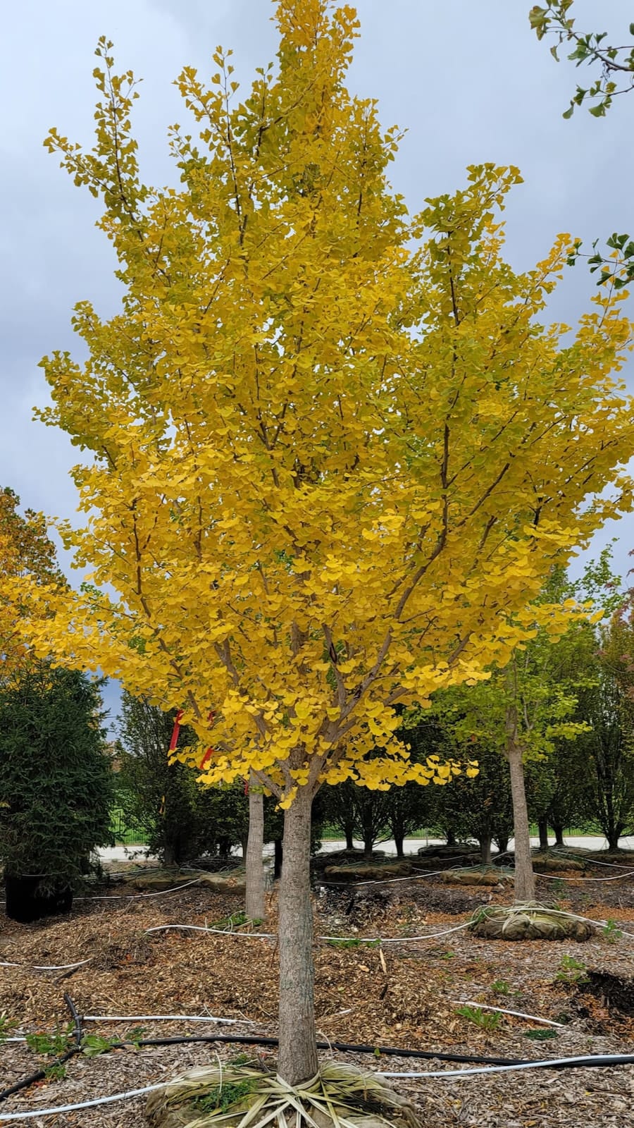 Specimen Trees Toronto & Oakville | Coivic Contracting