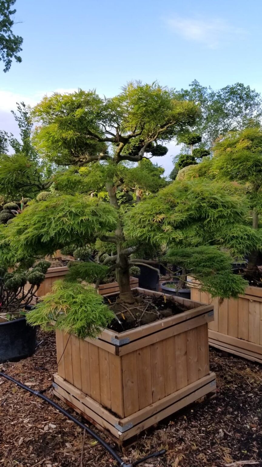 Specimen Trees Toronto & Oakville | Coivic Contracting