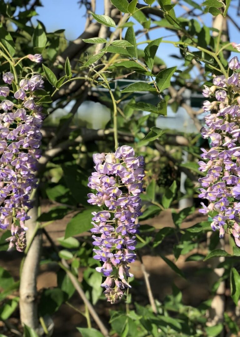 Specimen Trees Toronto & Oakville | Coivic Contracting