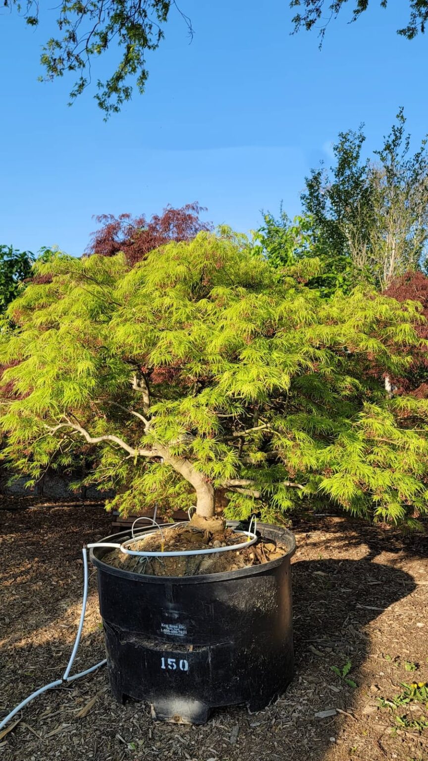Specimen Trees Toronto & Oakville | Coivic Contracting