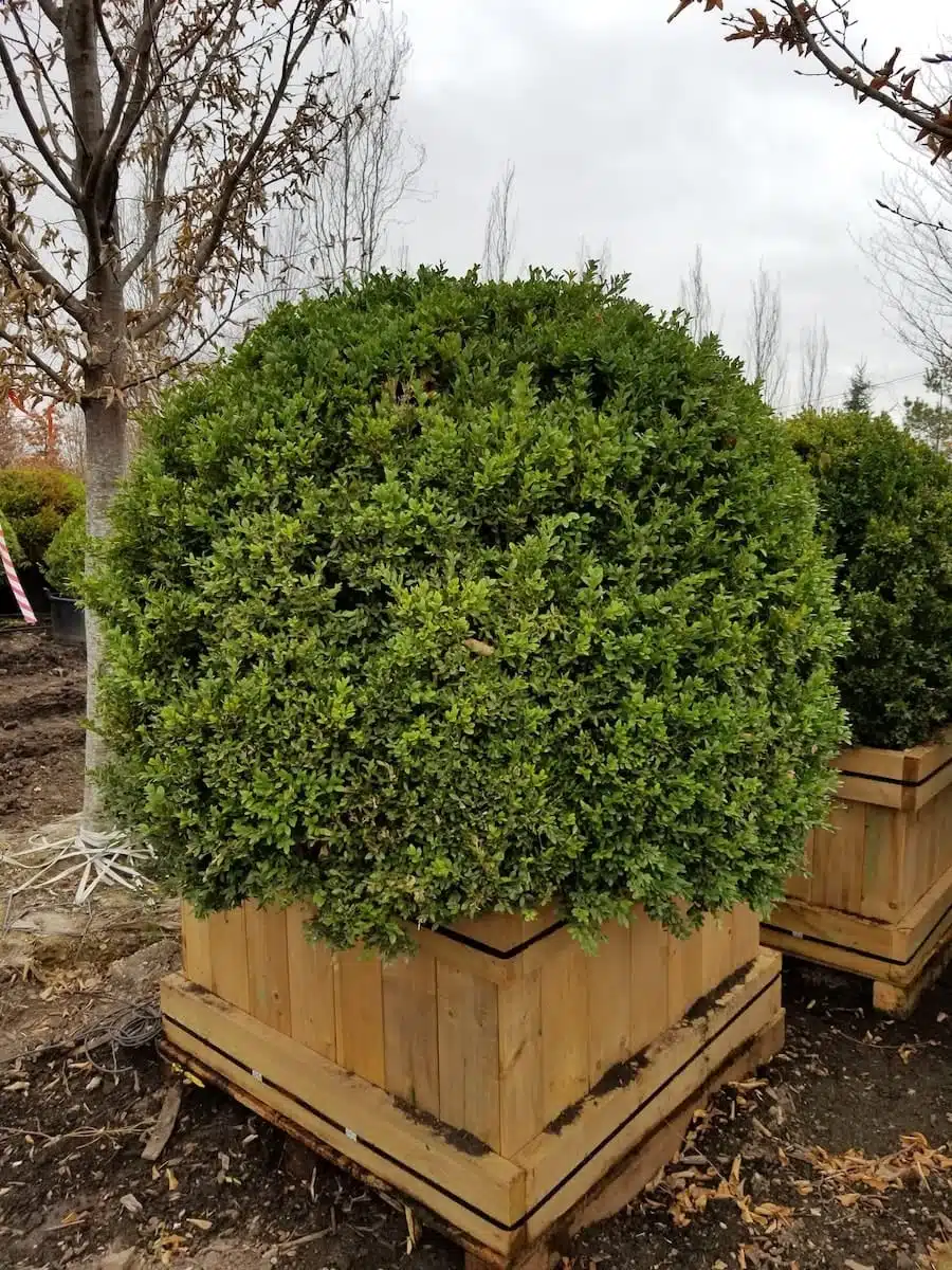 Specimen Trees Toronto & Oakville | Coivic Contracting