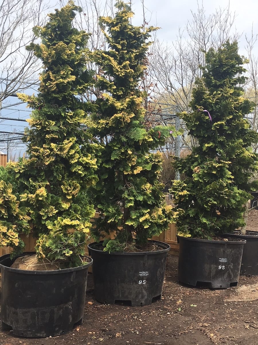 Specimen Trees Toronto & Oakville | Coivic Contracting
