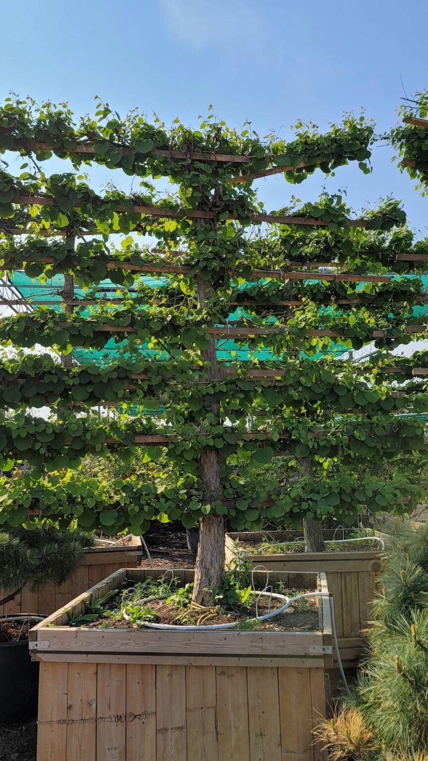 Specimen Trees Toronto & Oakville | Coivic Contracting