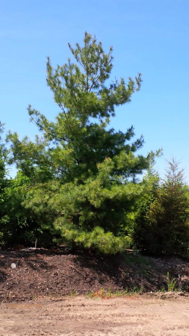 Specimen Trees Toronto & Oakville | Coivic Contracting